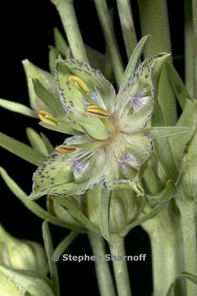 Frasera speciosa