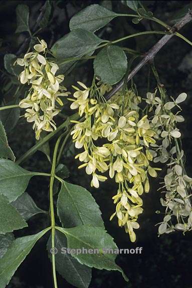 Fraxinus dipetala
