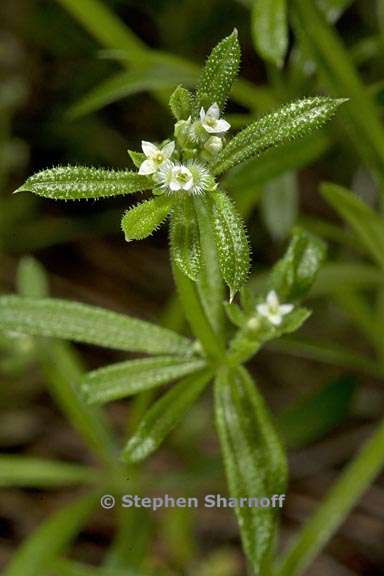 Galium aparine