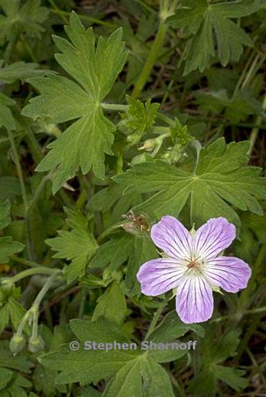 Geranium californicum