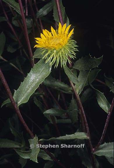 Grindelia camporum