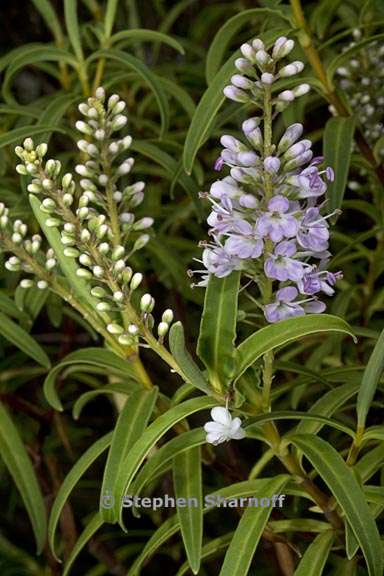 Hebe parviflora var. arborea