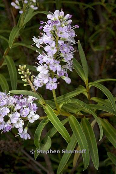 Hebe parviflora var. arborea