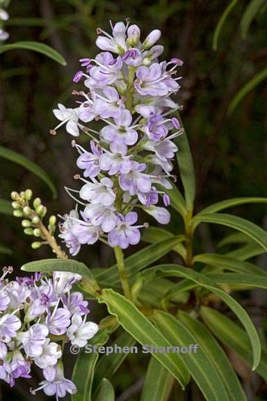Hebe parviflora var. arborea