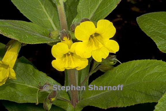 Hemichaena fruticosa