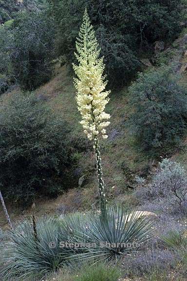Hesperoyucca whipplei