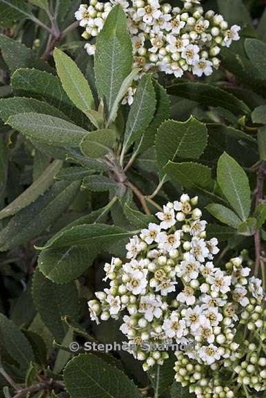 Heteromeles arbutifolia