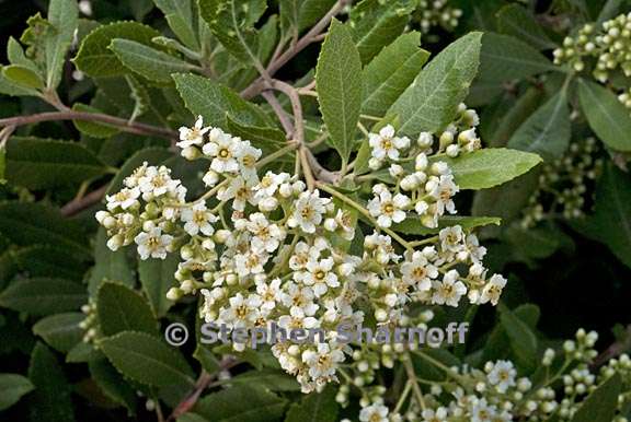 Heteromeles arbutifolia
