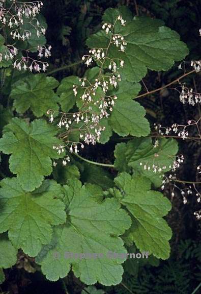 Heuchera micrantha
