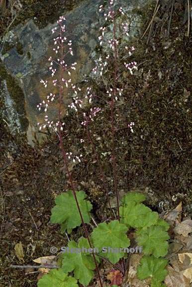 Heuchera micrantha