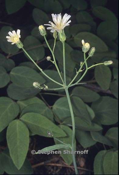 Hieracium albiflorum