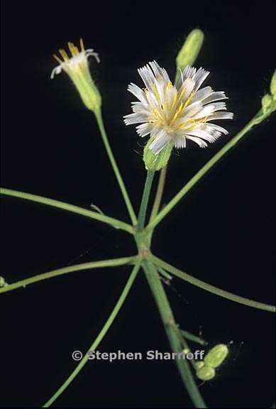 Hieracium albiflorum