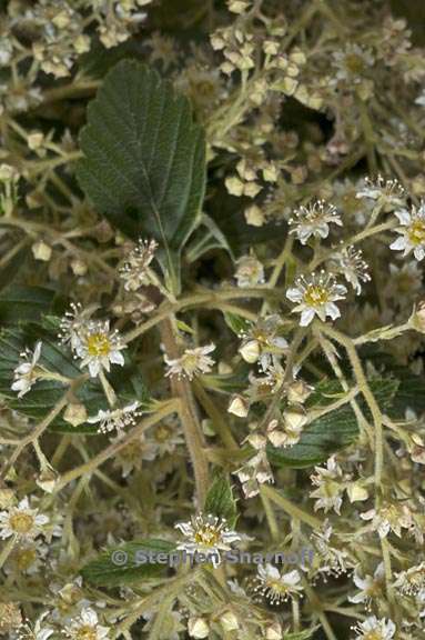 Holodiscus argenteus