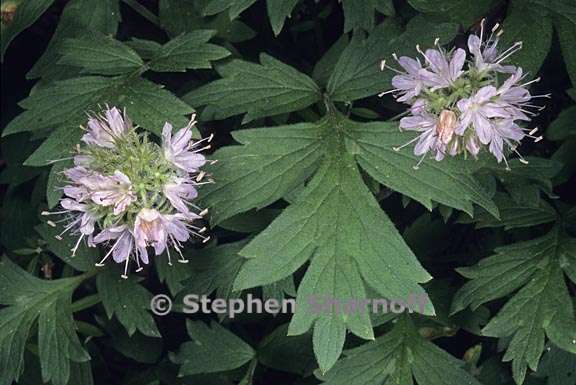 Hydrophyllum occidentale