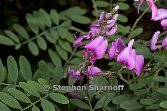 Indigofera australis