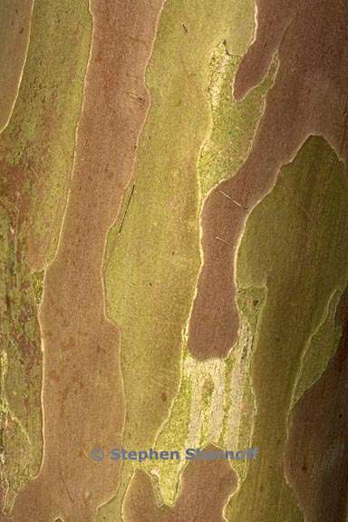 Lagerstroemia fauriei bark