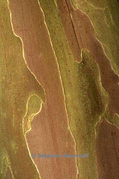 Lagerstroemia fauriei bark