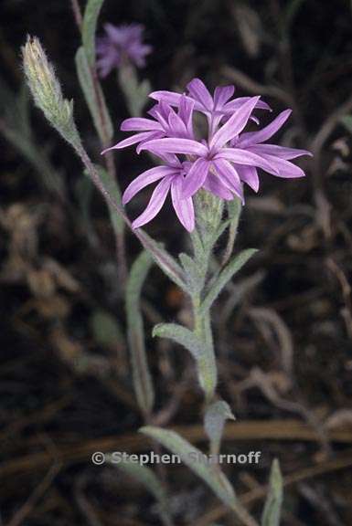 Lessingia leptoclada
