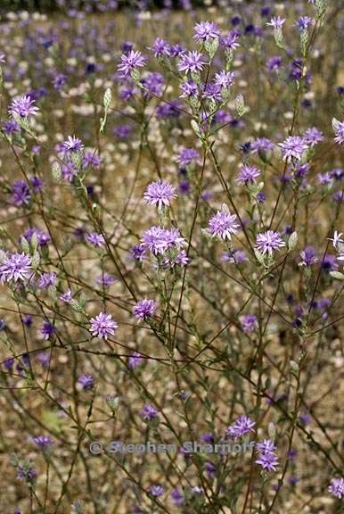 Lessingia leptoclada