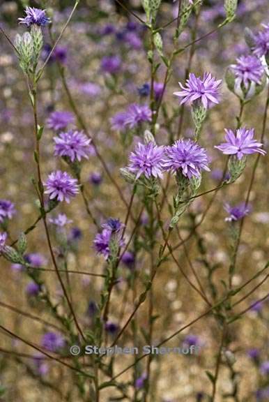 Lessingia leptoclada