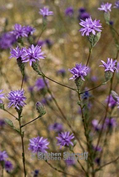 Lessingia leptoclada