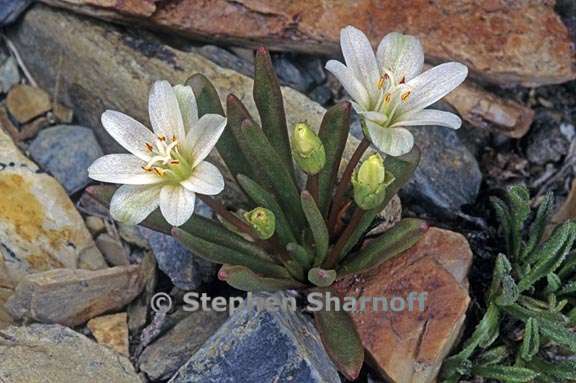 Lewisia pygmaea