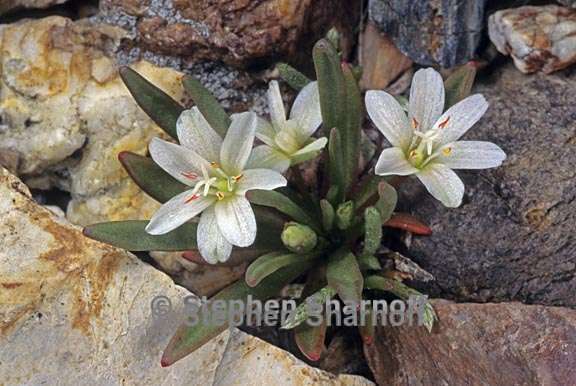 Lewisia pygmaea