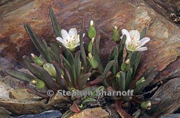 Lewisia pygmaea