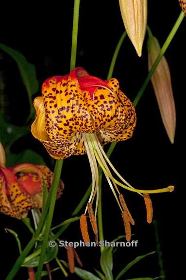 Lilium pardalinum ssp. pardalinum