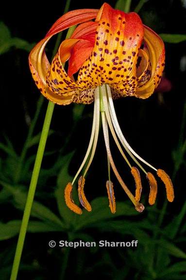 Lilium pardalinum ssp. pardalinum