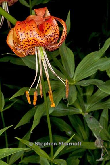 Lilium pardalinum ssp. pardalinum