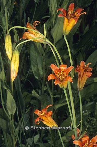Lilium parvum