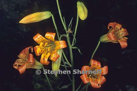 Lilium parvum