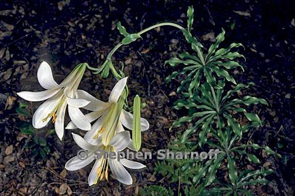 Lilium washingtonianum ssp. washingtonianum