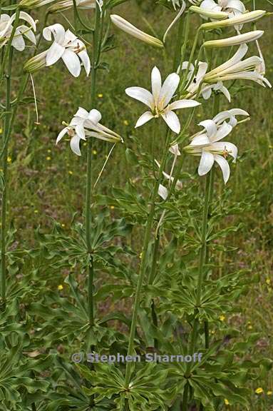 Lilium washingtonianum ssp. washingtonianum