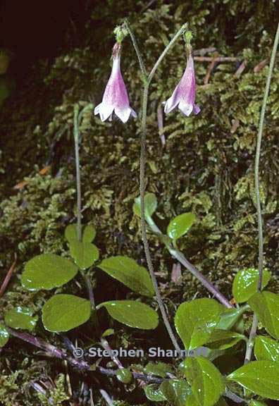 Linnaea borealis var. longiflora
