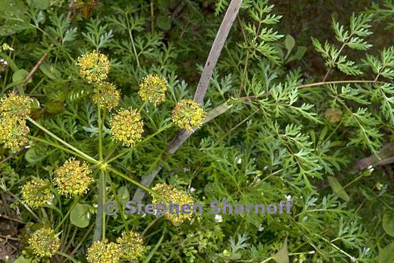 Lomatium dissectum var. dissectum