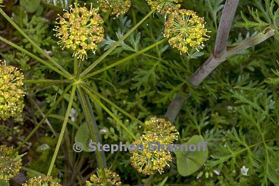 Lomatium dissectum var. dissectum