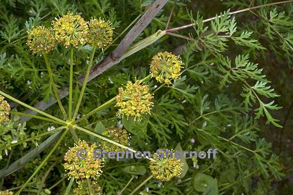 Lomatium dissectum var. dissectum