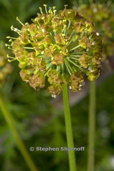 Lomatium dissectum var. dissectum