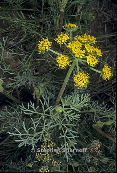 Lomatium utriculatum