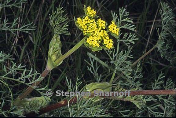 Lomatium utriculatum
