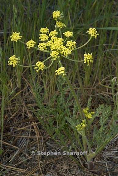 Lomatium utriculatum