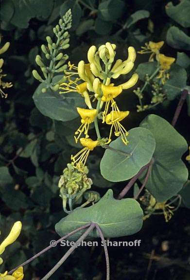 Lonicera interrupta
