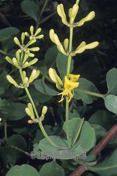 Lonicera interrupta