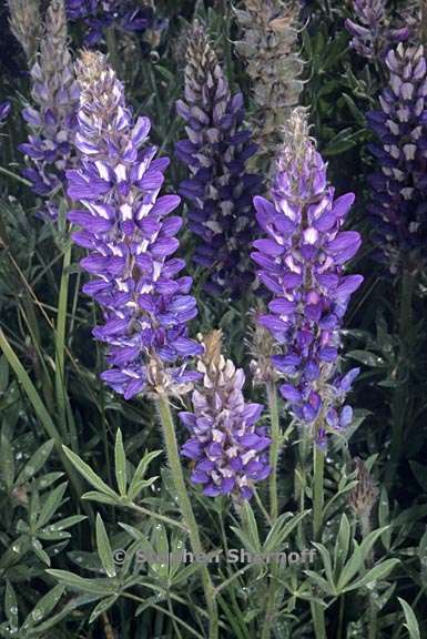 Lupinus sp.
