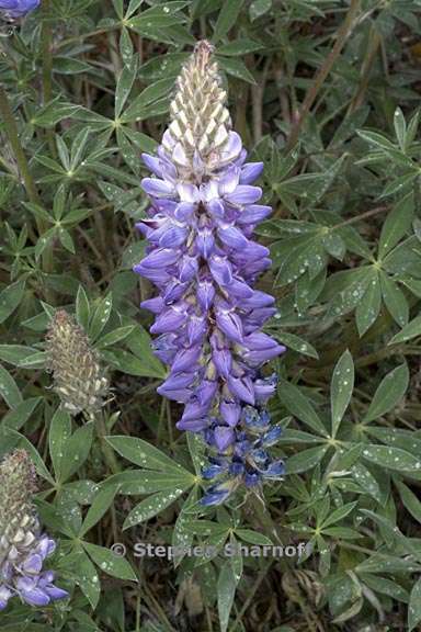 Lupinus sp.