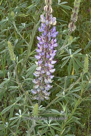 Lupinus albicaulis