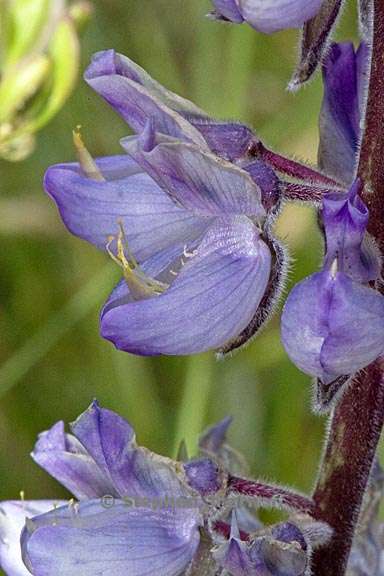 Lupinus albicaulis