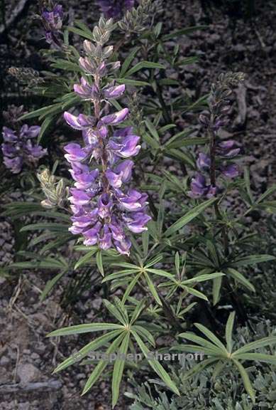 Lupinus arbustus